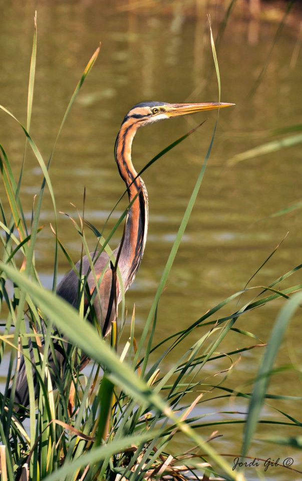 Entorn – Barraca Vilbor